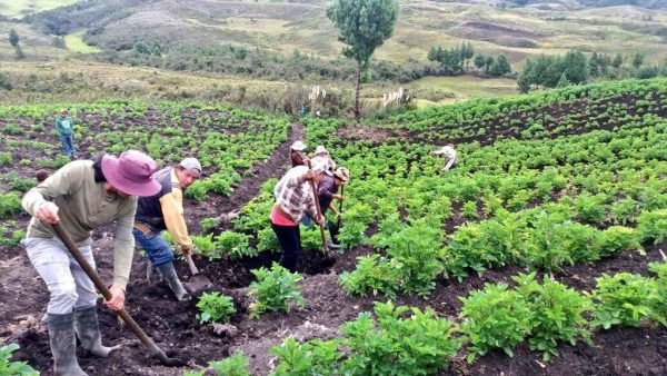 Ecuador tiene el quinto puesto regional en informalidad rural | Diario ...